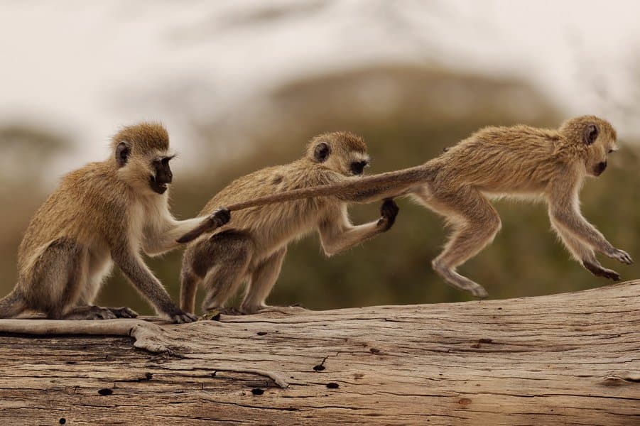 12个奇怪的,有趣的,奇怪的动物行为——下一个奢侈品 - 伟德电子官网